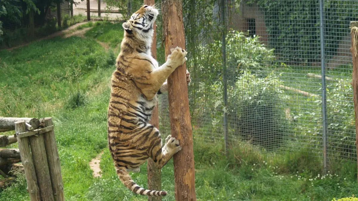 South Lakes Safari Zoo | Wildlife Adventure in Cumbria